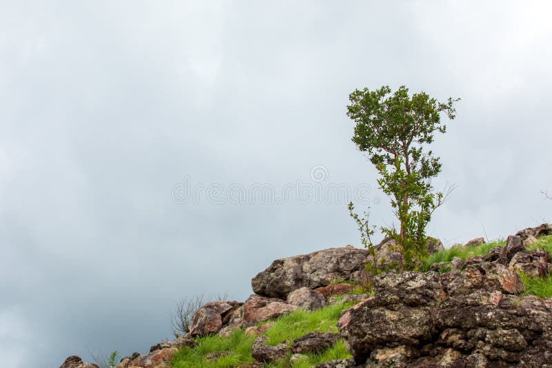 Alone or Single One Tree on the Mountain Hill Cliff in the Forest at ...