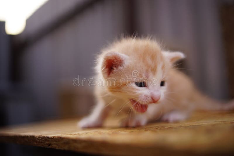 Alone Small Ginger Kitten Meows Outdoor, Looking for His Mother Stock ...