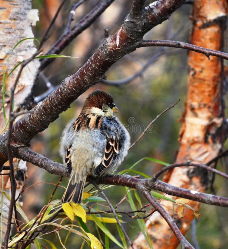 Alone Sparrow Ruffled Up from Cold Sitting on Bare Stock Image - Image ...