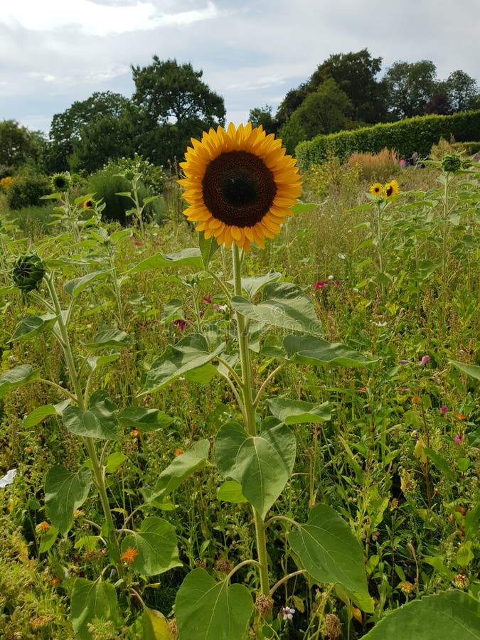Sunflower stock photo. Image of yellow, stunning, nature - 123750514