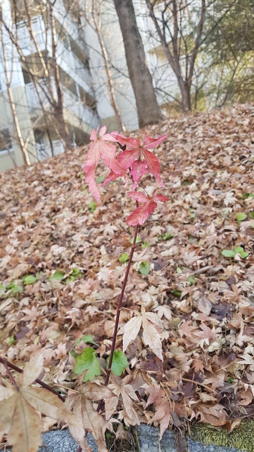 Alone Survived Winter Small Maple Tree Growing Stock Image - Image of ...
