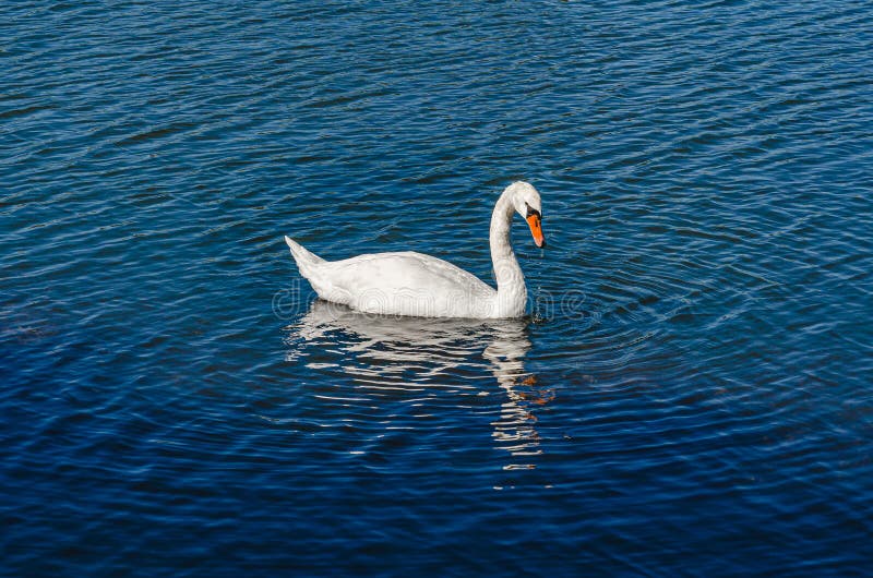 Alone Swan on Lake with Dark Blue Wavy Water. White Swan is Reflected ...