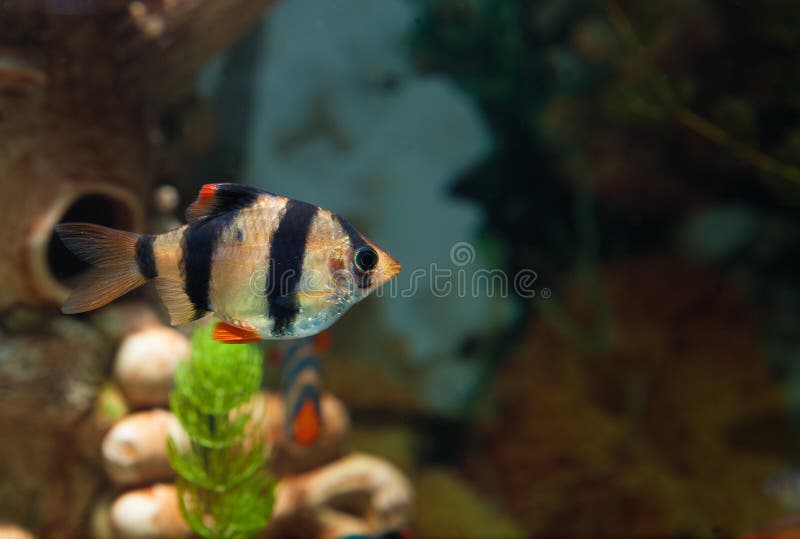 Tiger barb fish. stock image. Image of hobbie, tiger, aquaria - 6362351