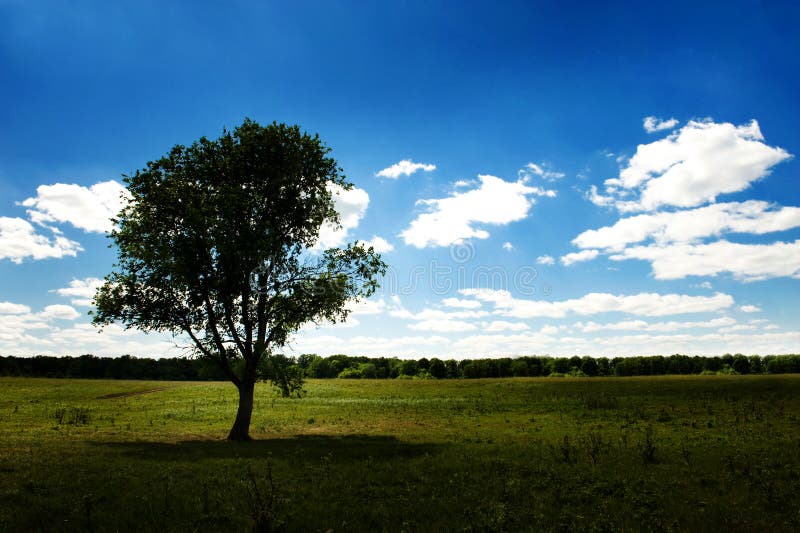 Alone tree stock photo. Image of landscape, growing, horizon - 12084522