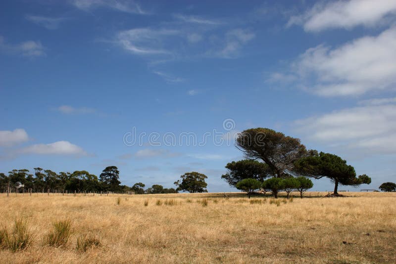 Alone tree stock photo. Image of australia, landscape - 1267914