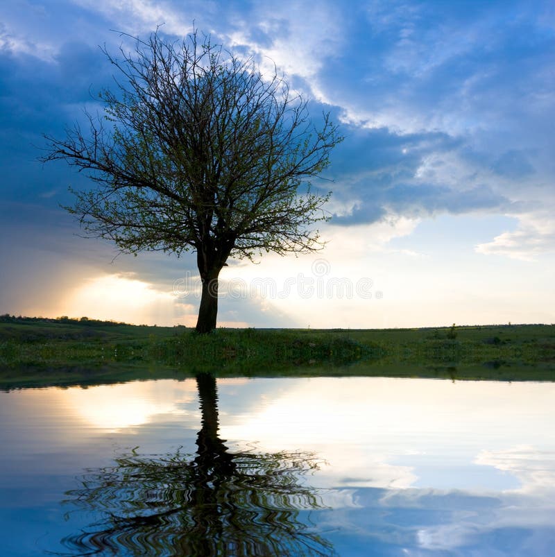 Alone tree on meadow stock photo. Image of alone, tree - 9648128