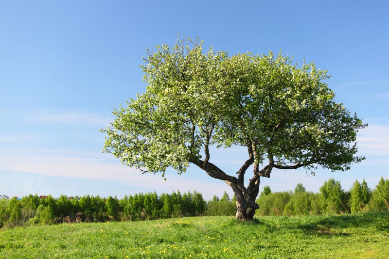 Alone tree stock image. Image of blue, country, farm - 17869577