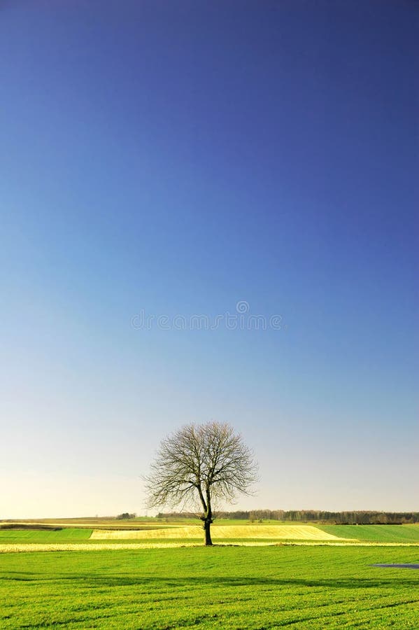Alone tree stock photo. Image of lonely, outdoors, grey - 1940148