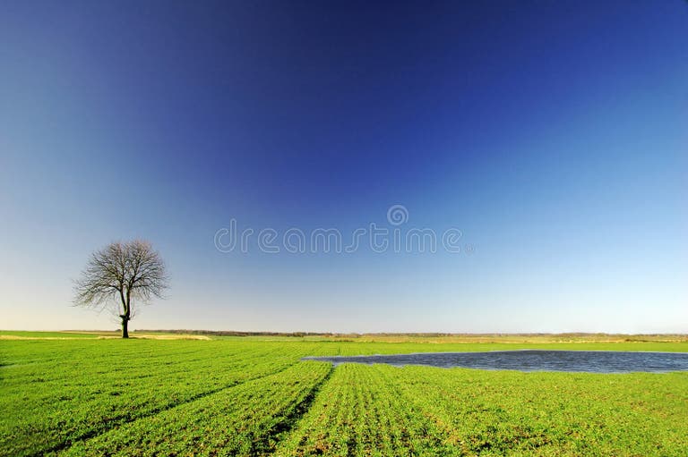 76,924 Alone Tree Background Stock Photos - Free & Royalty-Free Stock ...