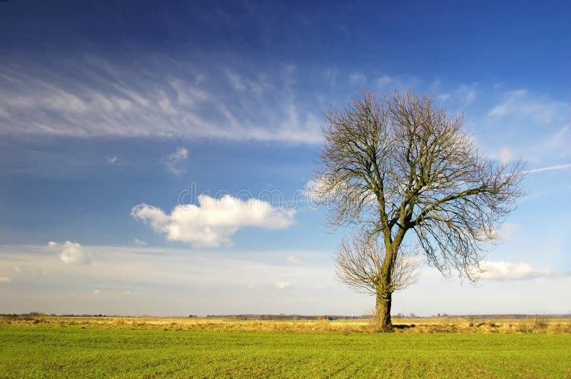 Tree in Field stock image. Image of leaves, seasonal, alone - 643245