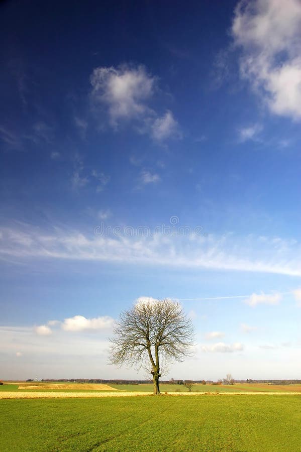 Alone Tree Picture. Image: 2266312