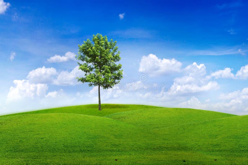 Alone tree stock image. Image of country, cloud, idyll - 20762049