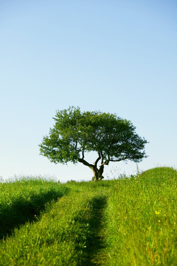 Alone tree stock image. Image of lone, horizon, countryside - 22771471