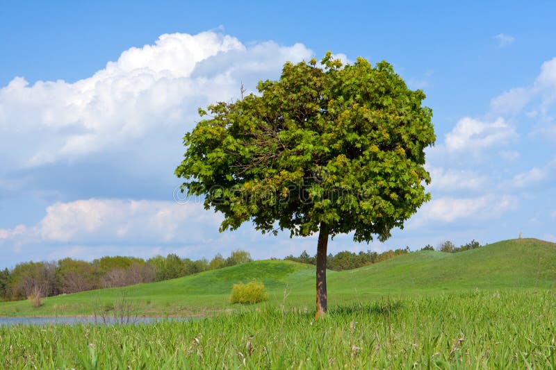 Alone tree on meadow stock photo. Image of alone, tree - 9648128