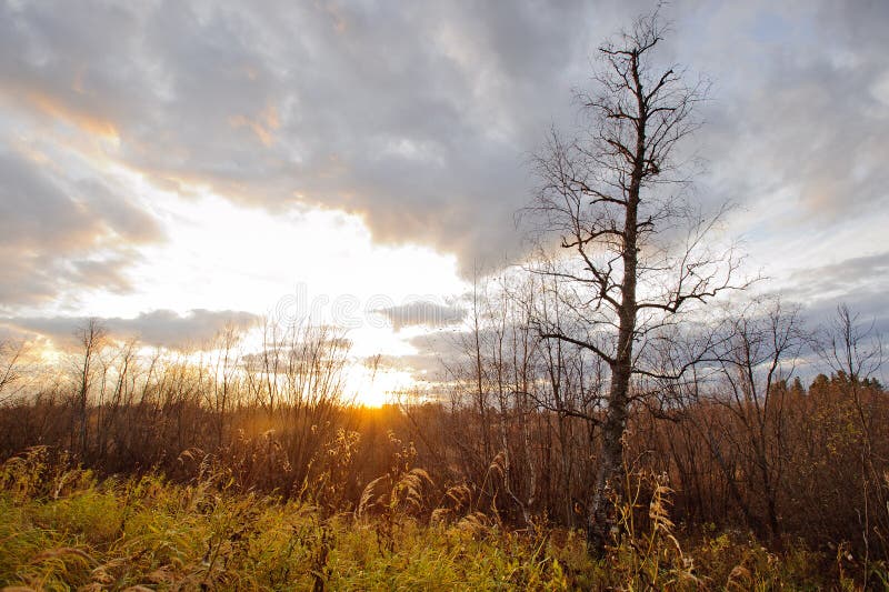 Alone tree. stock photo. Image of abstract, clouds, green - 27102112