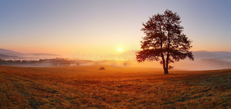 Alone tree stock image. Image of scene, alone, grass - 27400787