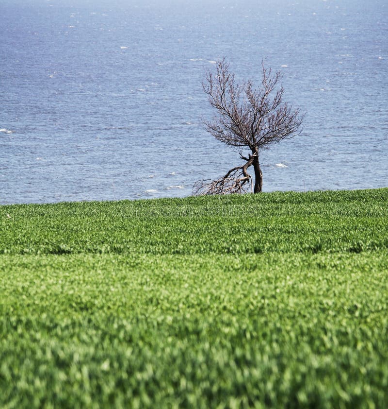 Alone tree stock image. Image of rural, cheerful, flora - 3885503