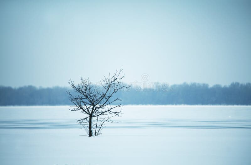 Alone tree stock image. Image of rural, cheerful, flora - 3885503