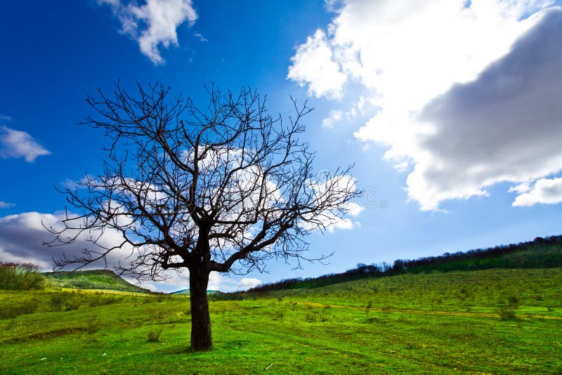 Alone tree stock image. Image of rural, cheerful, flora - 3885503