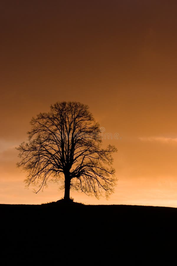 Alone tree stock image. Image of meadow, okrouhlice, farmland - 7121955