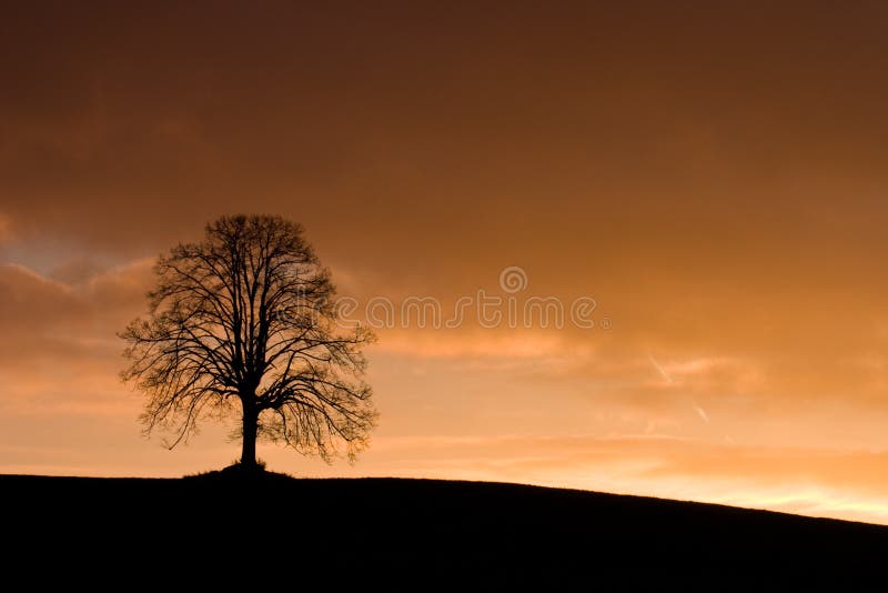 Alone tree stock image. Image of dark, nature, outdoor - 7121965