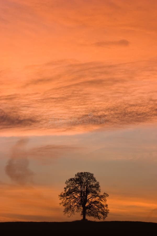 Alone tree stock photo. Image of tree, sunrise, hill, colorful - 7436862