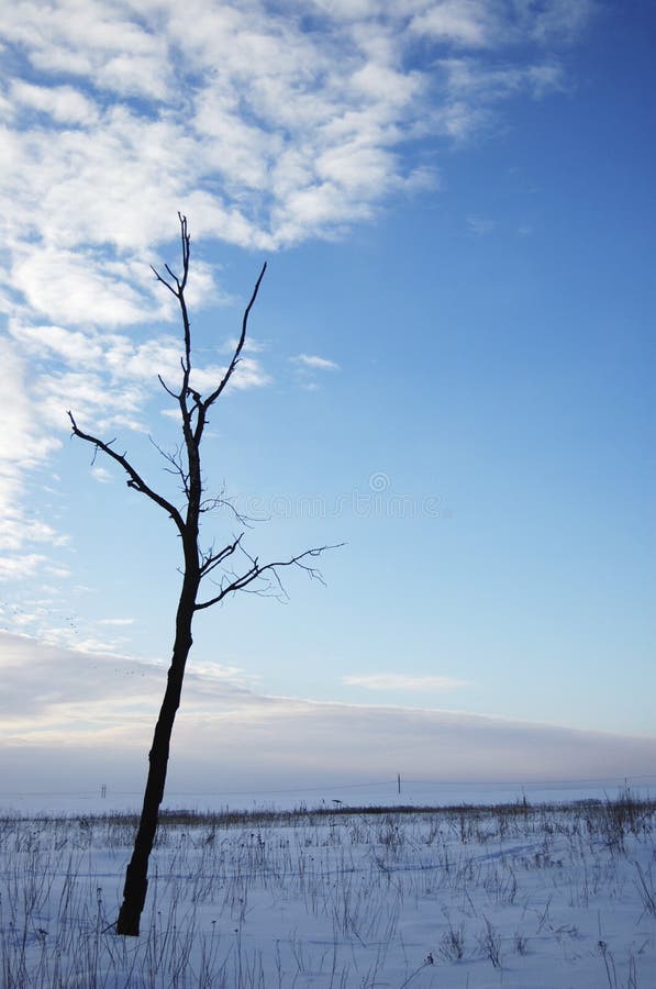 Alone tree stock photo. Image of white, winter, seasons - 7687976
