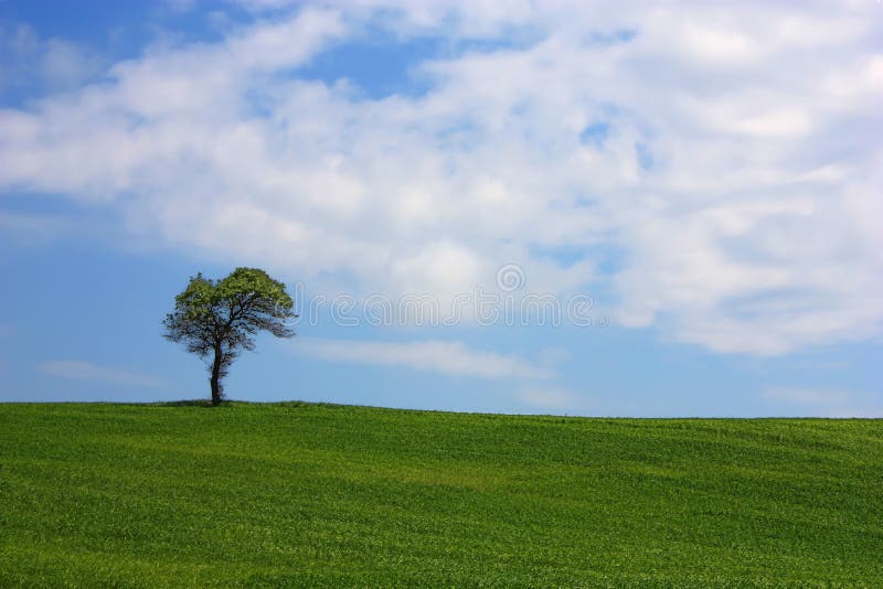 Alone tree stock image. Image of clear, rural, hill, land - 9998637