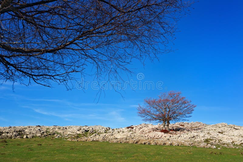 Alone tree stock photo. Image of blue, field, rocky, clear - 30602504