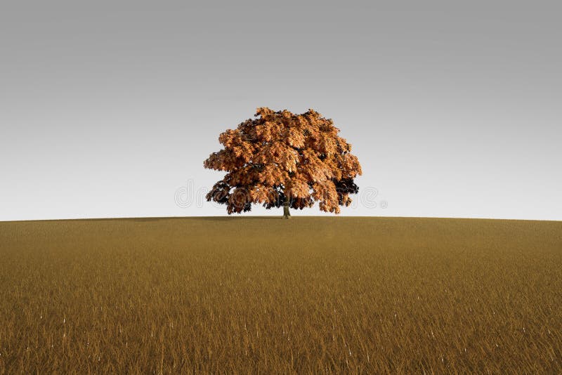 Alone tree in autumn stock image. Image of grass, peace - 13249527