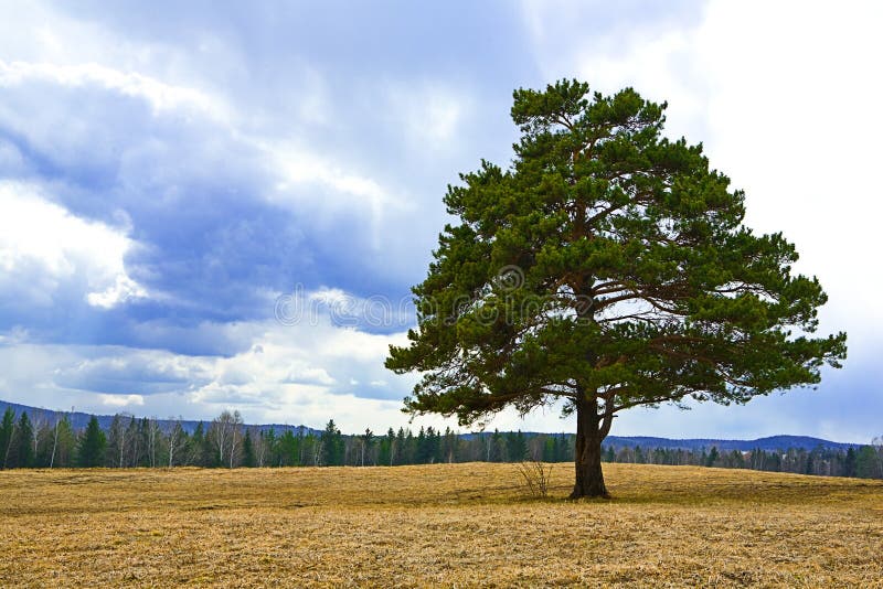 Alone Tree Picture. Image: 2266312