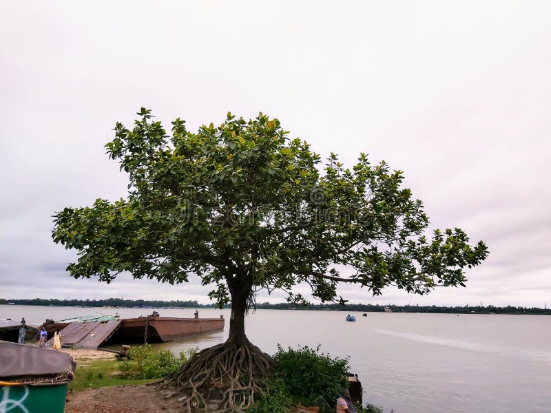An Alone Tree beside of River. Editorial Stock Photo - Image of cool ...