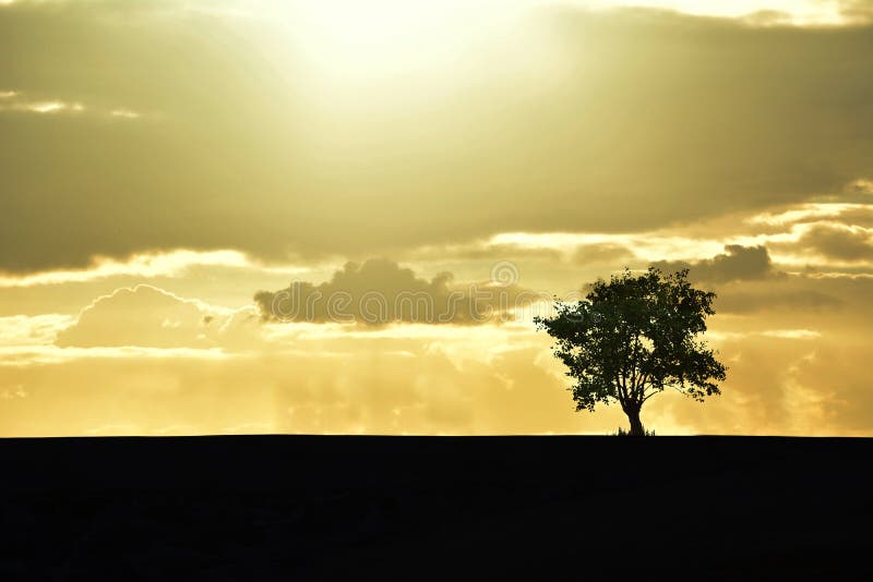 Alone tree stock photo. Image of environment, abstract - 69015486