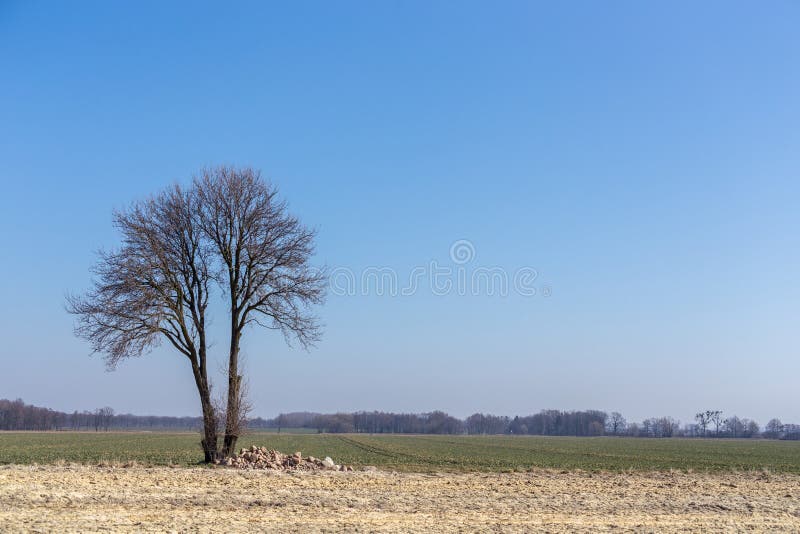 Alone tree stock photo. Image of growth, green, blue - 51947512