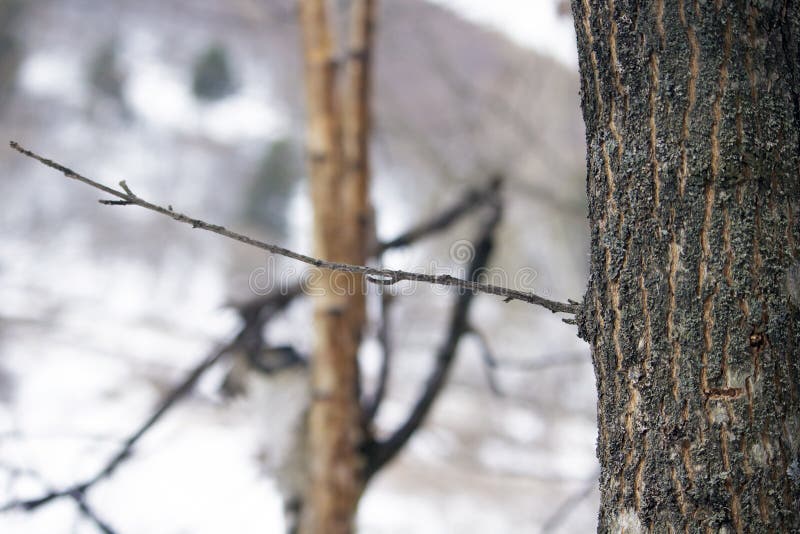 Alone Tree Branch that is Coming from Tree Stock Image - Image of nice ...