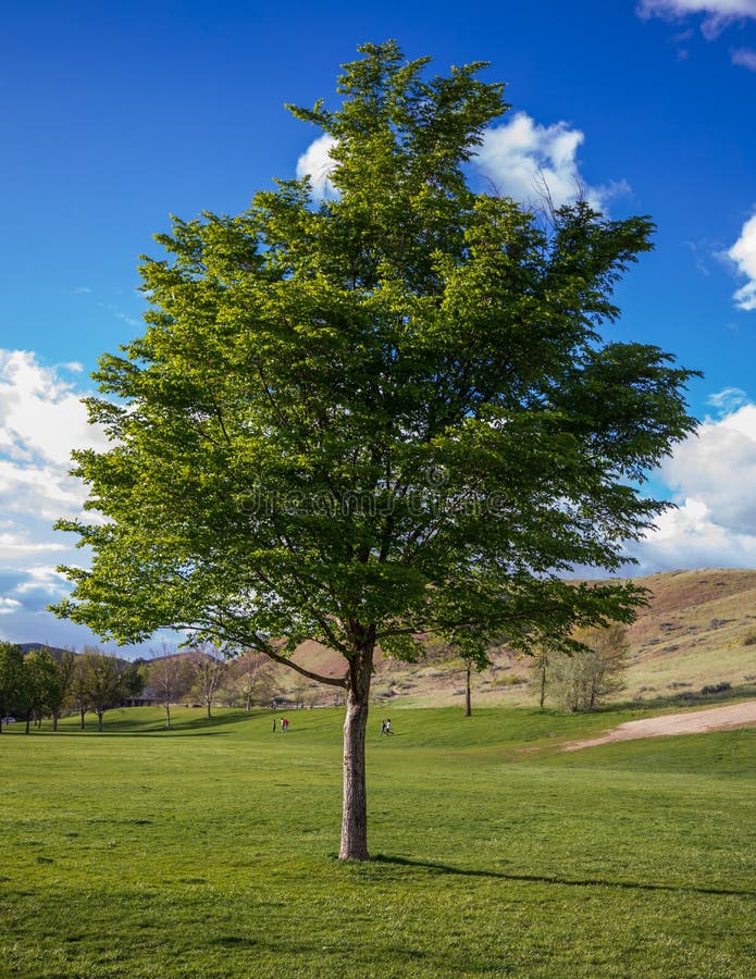 Alone Tree in Camels Back Park at Boise Idaho Stock Image - Image of ...