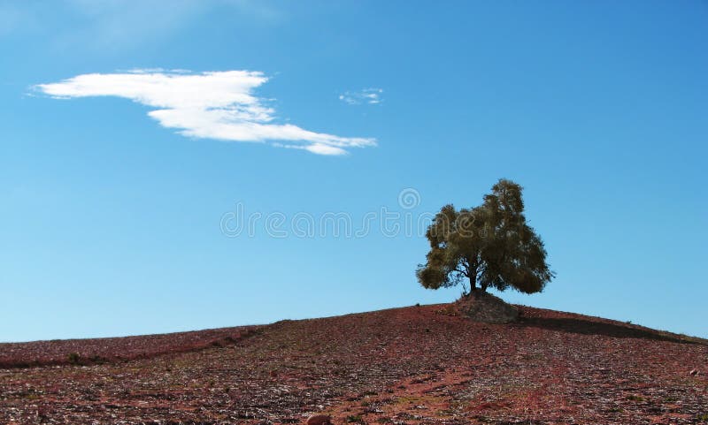Alone tree and the cloud stock image. Image of panorama - 1457991
