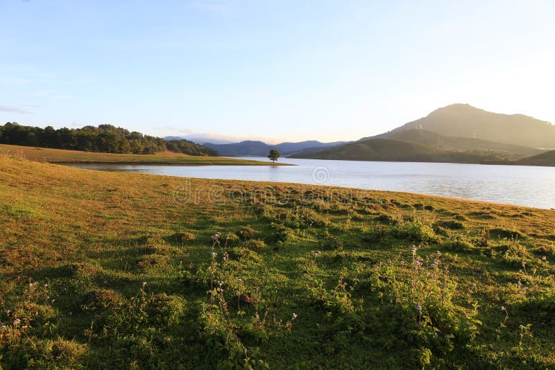Alone tree in Dankia lake stock image. Image of dead - 77556109