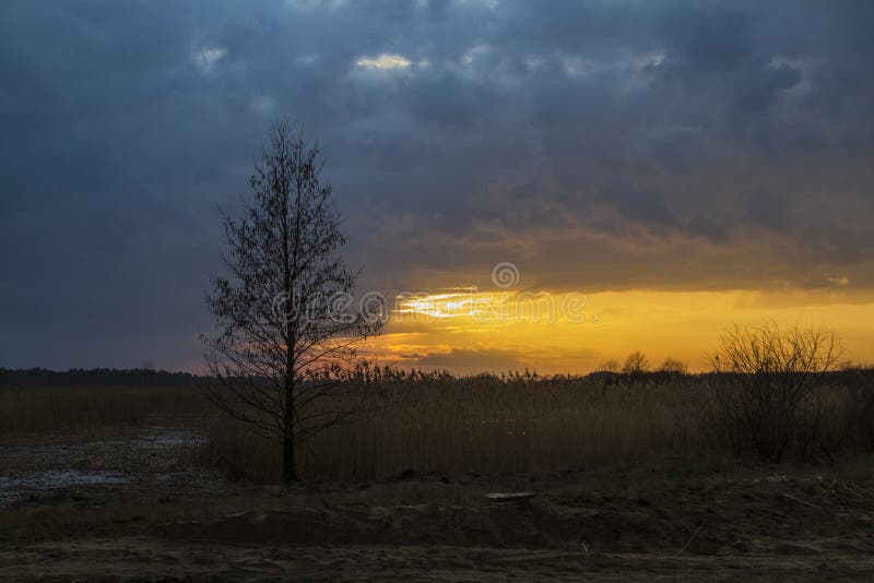 Autumn tree in the field. stock photo. Image of alone - 131788642