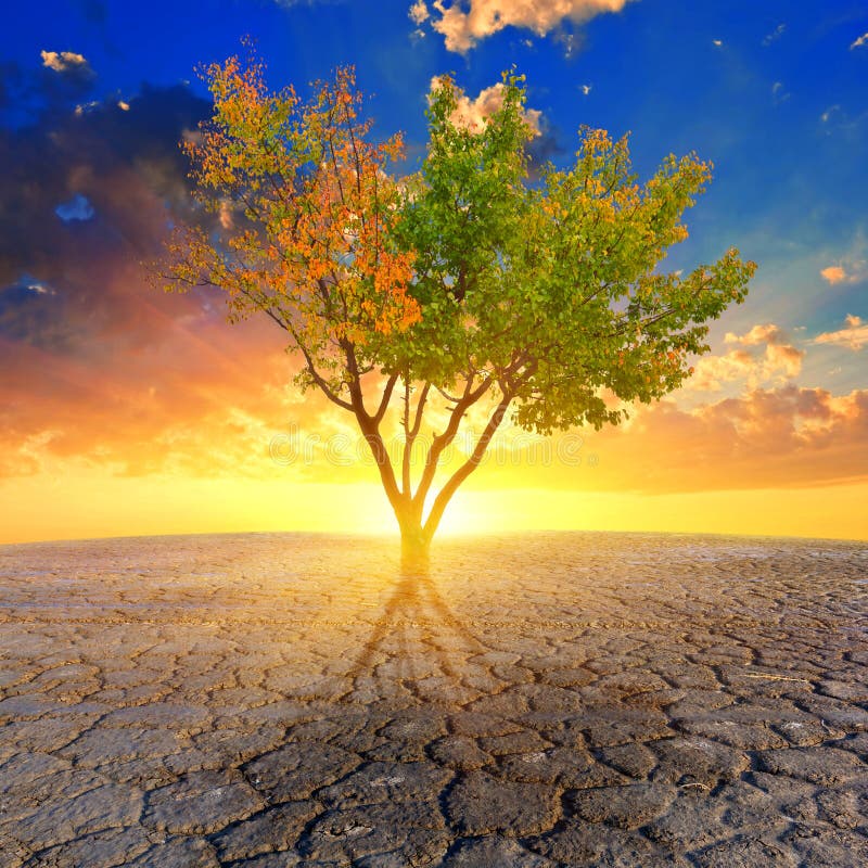 Alone tree in a desert stock image. Image of bright, ecology - 36857843