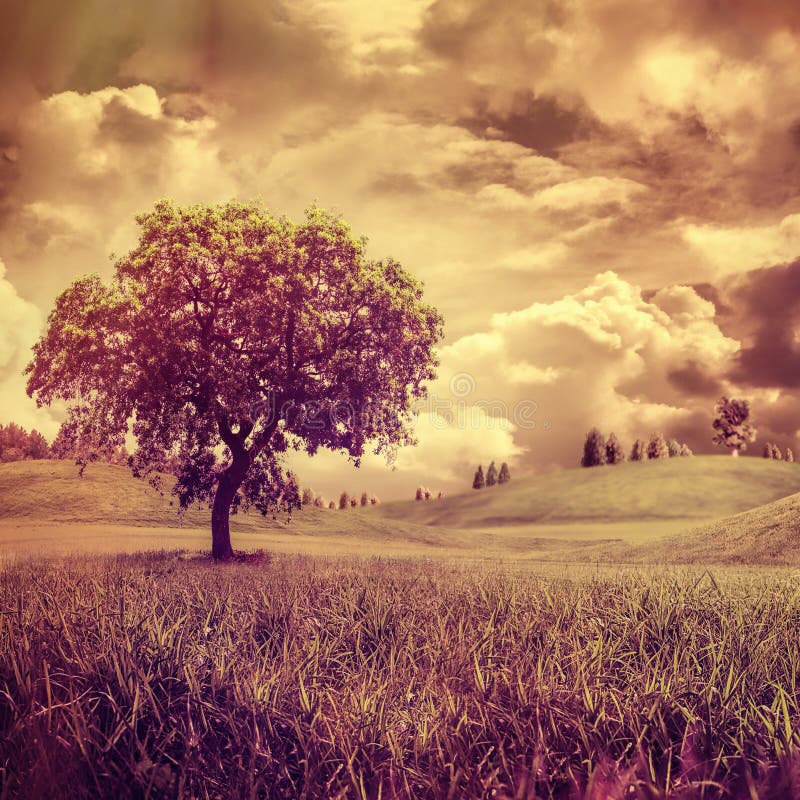 Alone tree. stock photo. Image of seasonal, clouds, sustainable - 37488892