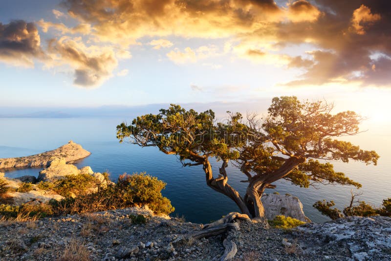 Alone Tree on the Edge of the Cliff Stock Photo - Image of scene ...