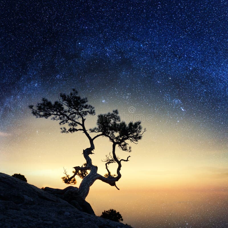 1,300+ Edge tree Free Stock Photos - StockFreeImages