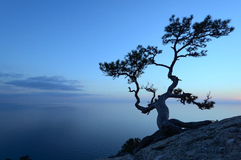 Alone Tree on the Edge of the Cliff Stock Photo - Image of cloud, stone ...