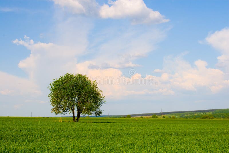 Alone tree in the field stock image. Image of cloud, rural - 12981013