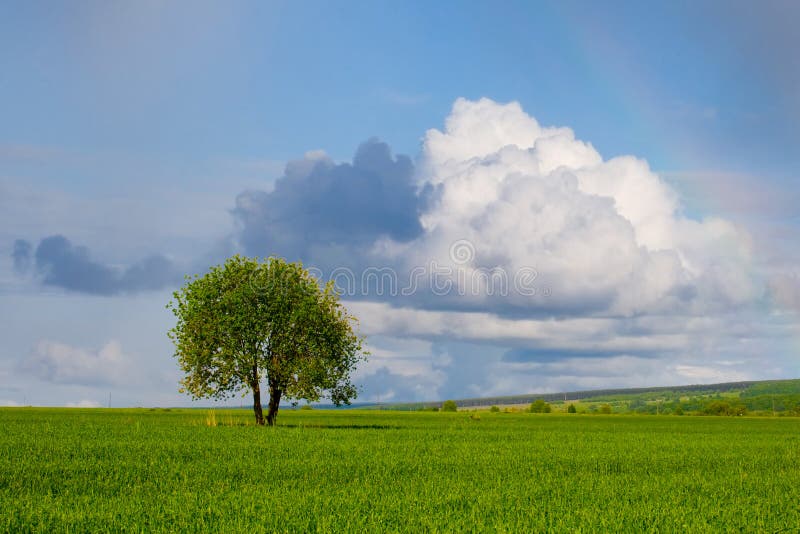 Alone tree in the field stock photo. Image of rural, landscape - 13370686