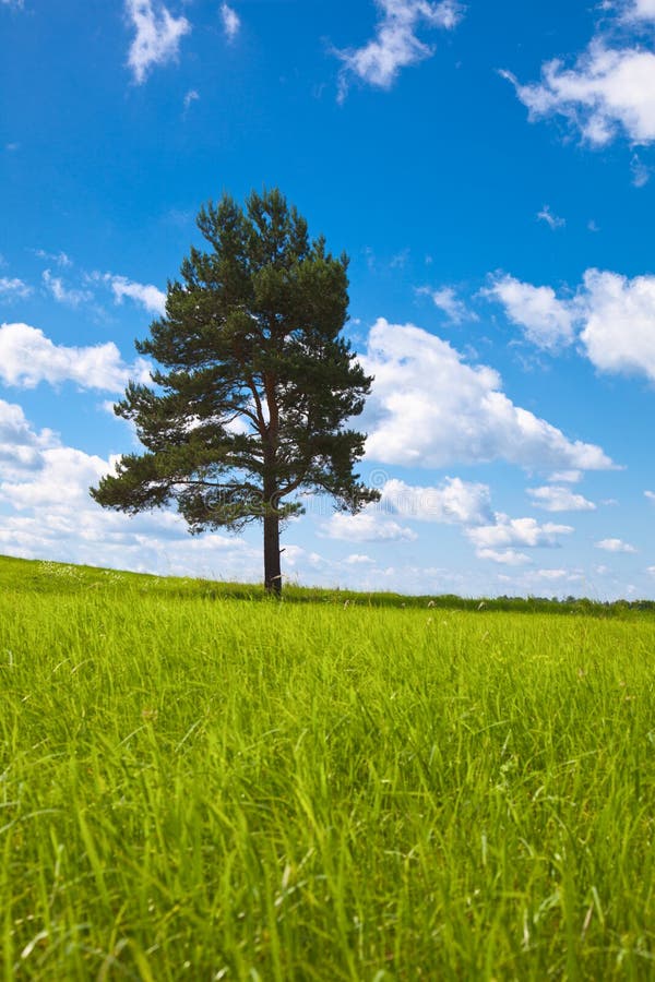 Alone tree in field stock image. Image of natural, alone - 15210659