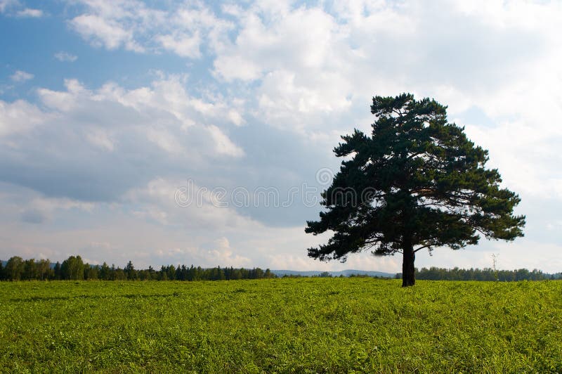 Alone Tree Picture. Image: 2266312