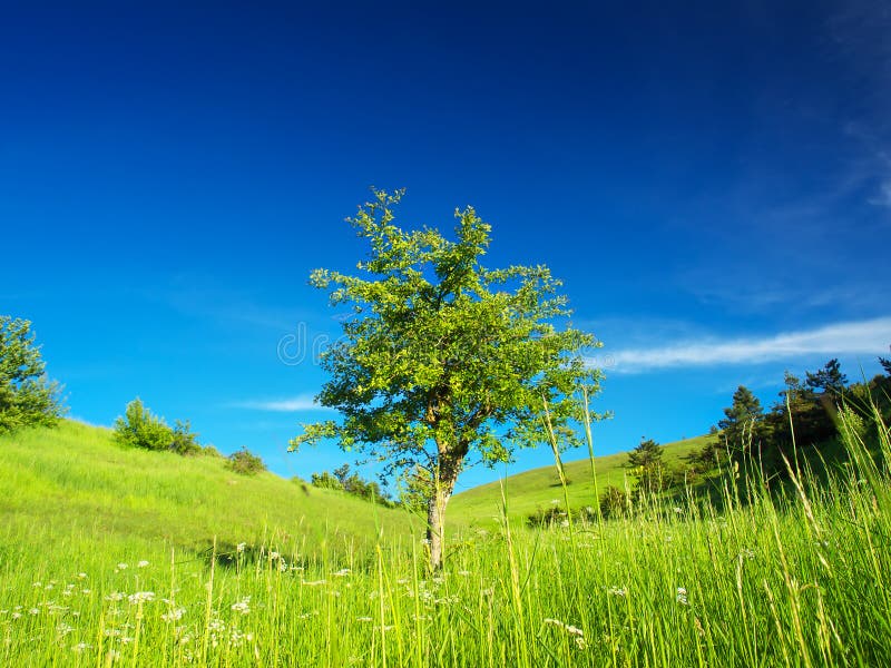 Alone tree stock photo. Image of idyllic, green, outdoor - 36913656