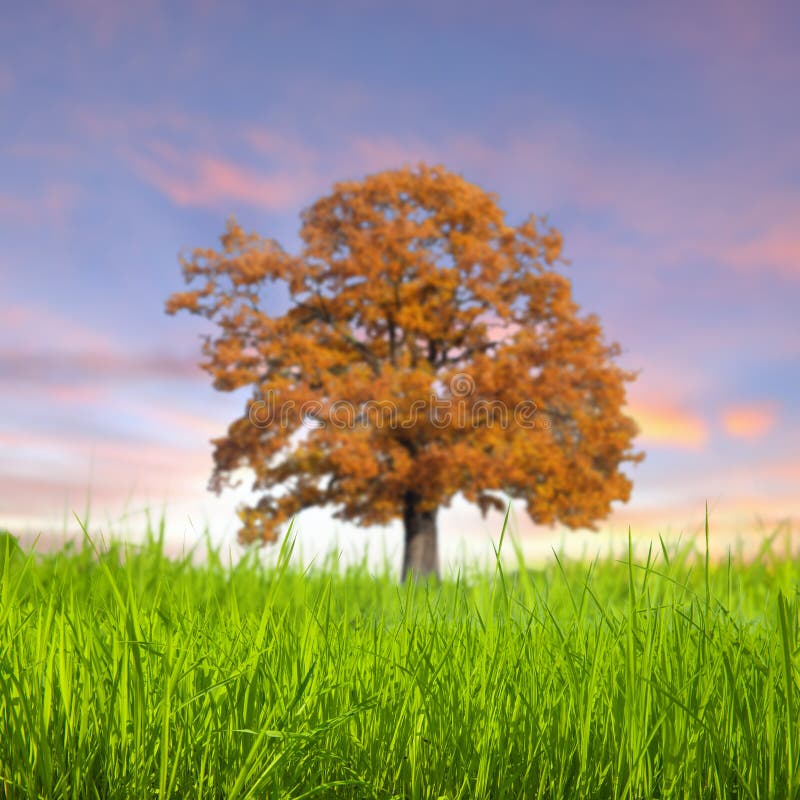 Alone tree in the field stock image. Image of idyllic - 47005541